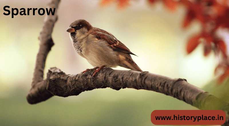 Sparrow -Origin - History Place